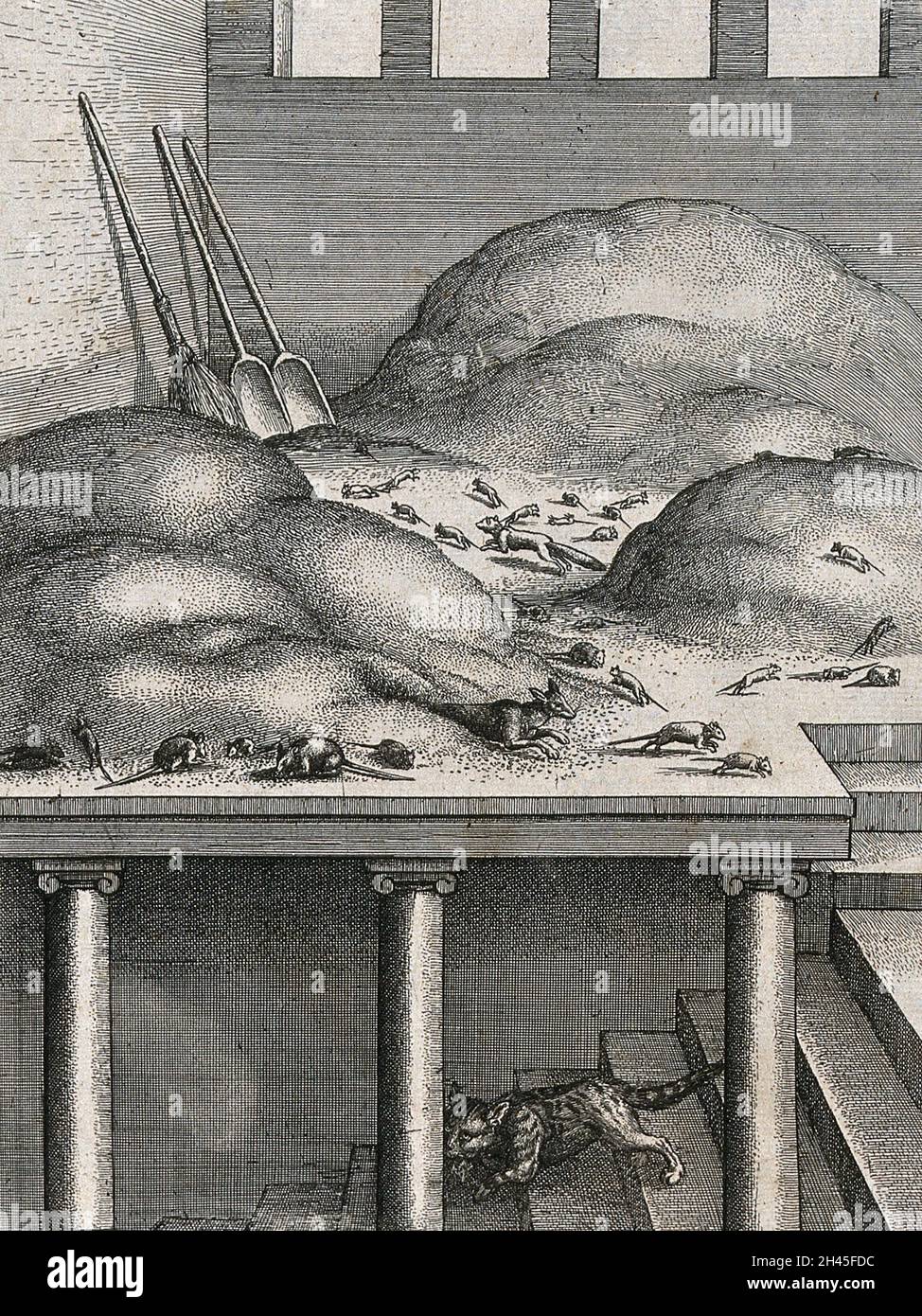 A cat with a mouse in its mouth is descending the stairs in a corn ...