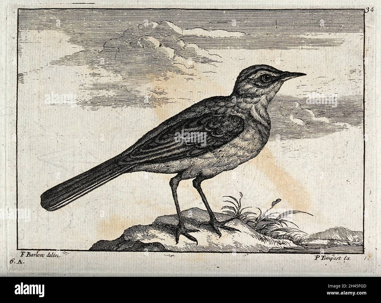 Pipit identification hi-res stock photography and images - Alamy