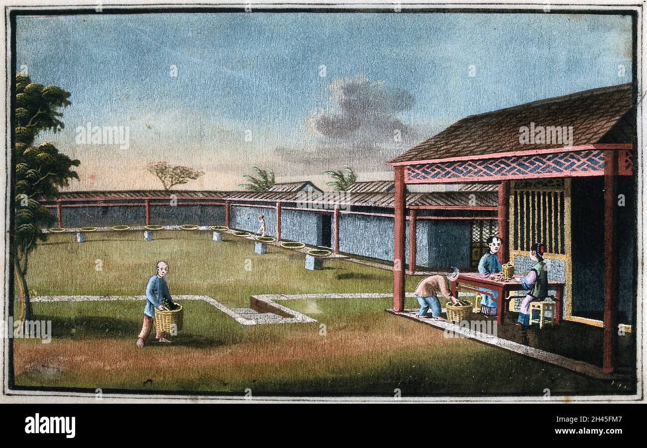 A tea plantation in China: workers seated on a verandah grade the tea ...
