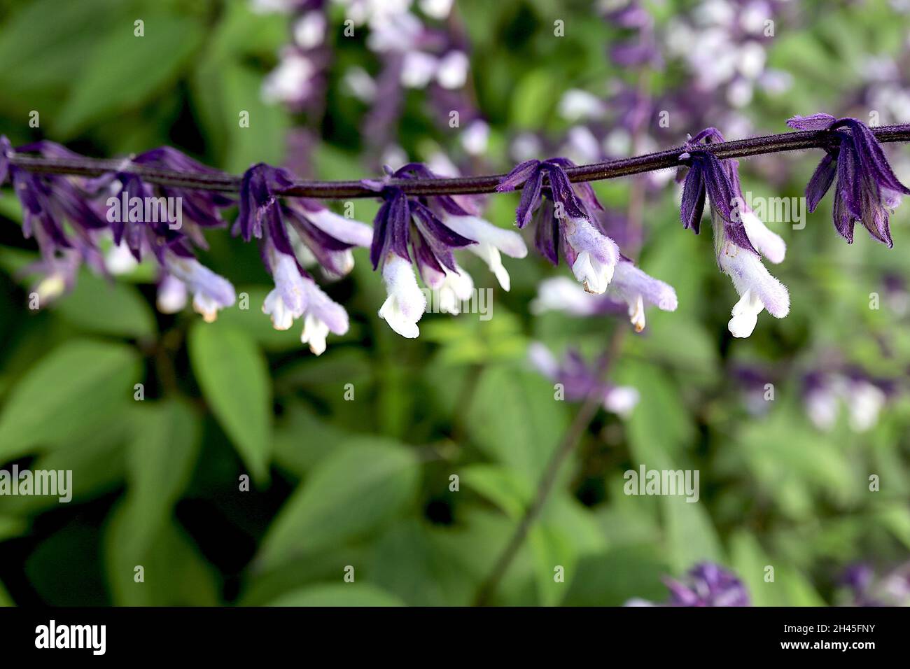 Salvia ‘Phyllis Fancy’ sage Phyllis Fancy – arching racemes of white ...
