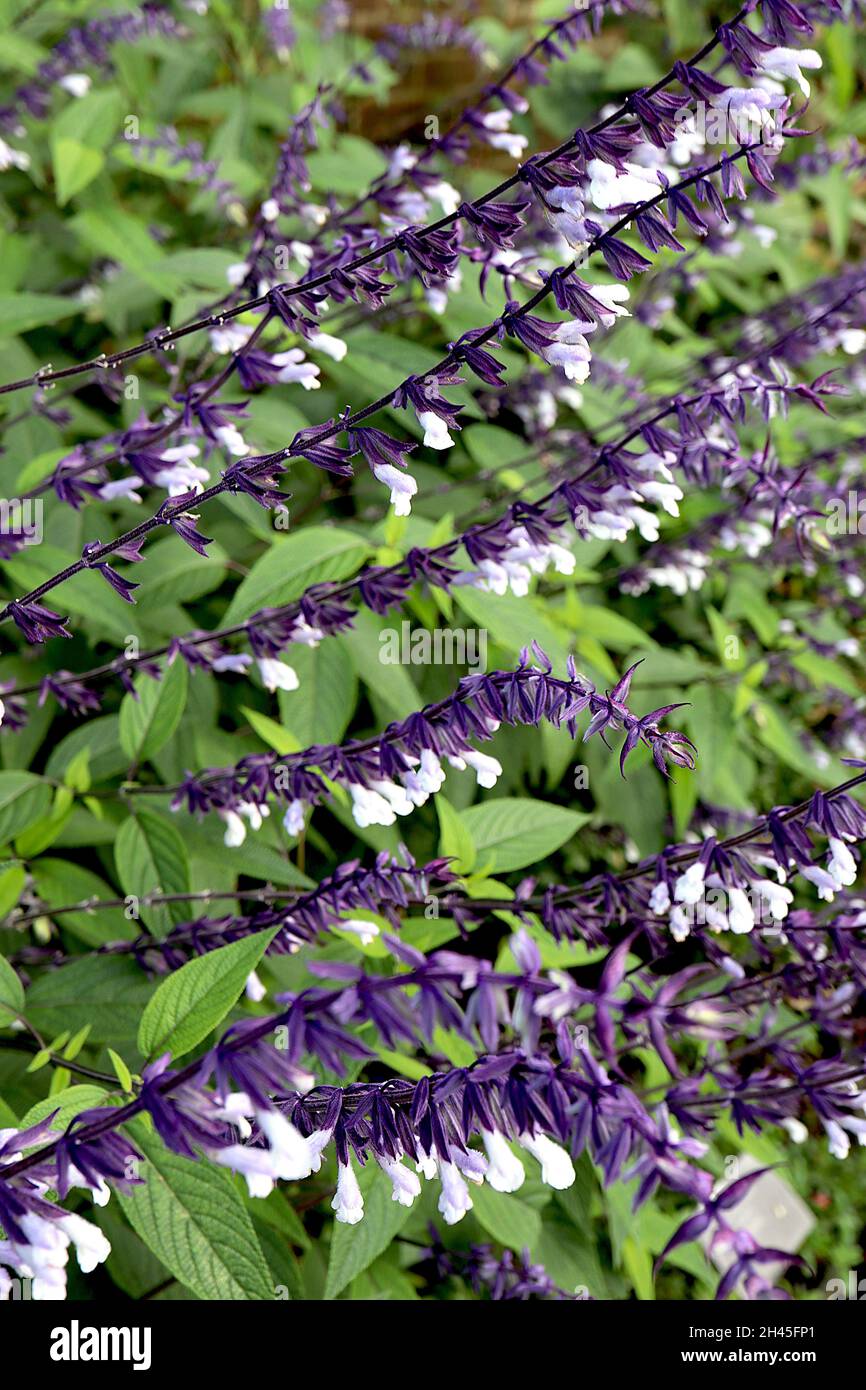 Upright arching stems hi-res stock photography and images - Alamy