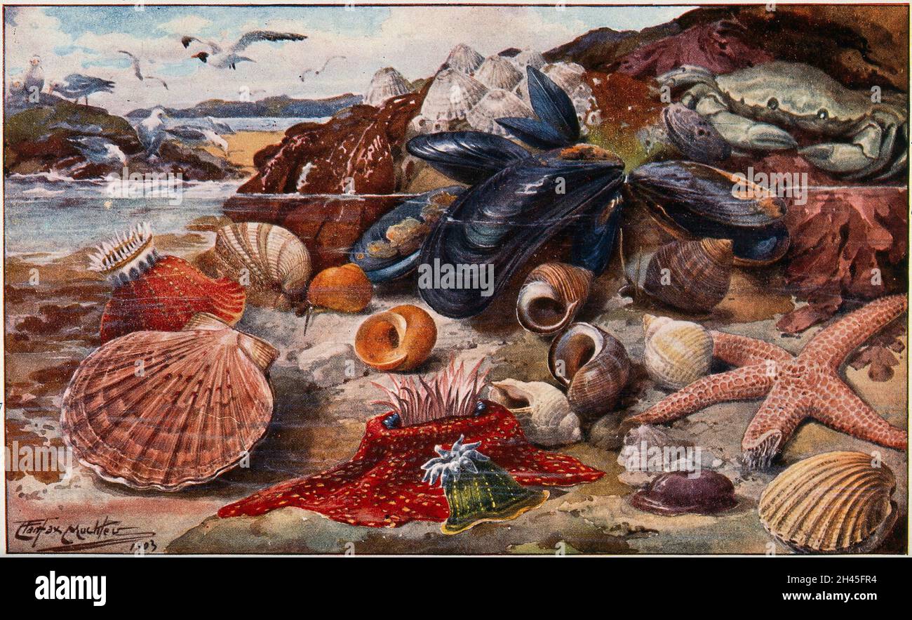A tidal pool with familiar marine animals. Colour line block after ...