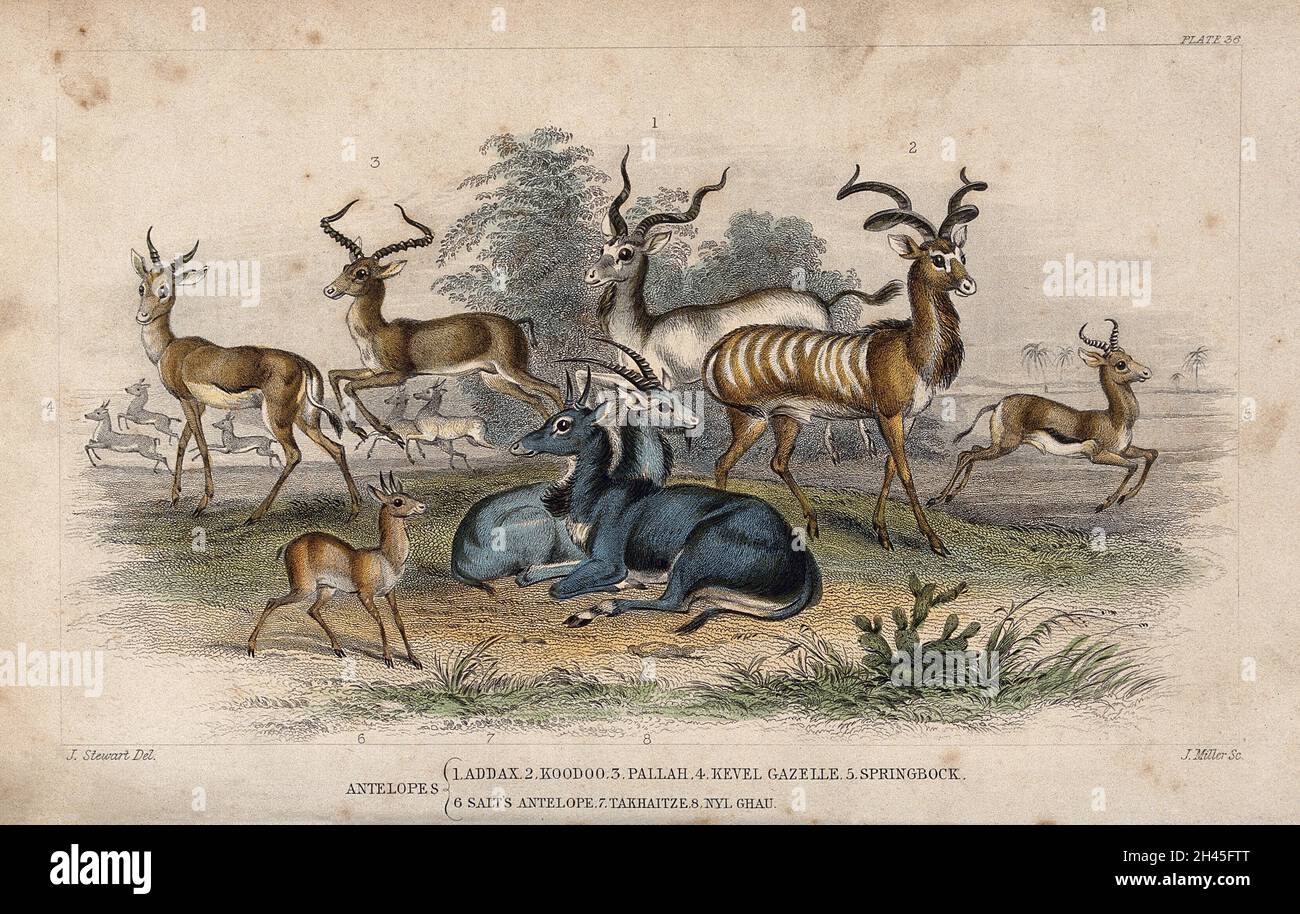 Eight different antelopes shown on a grassy plain. Coloured etching by ...
