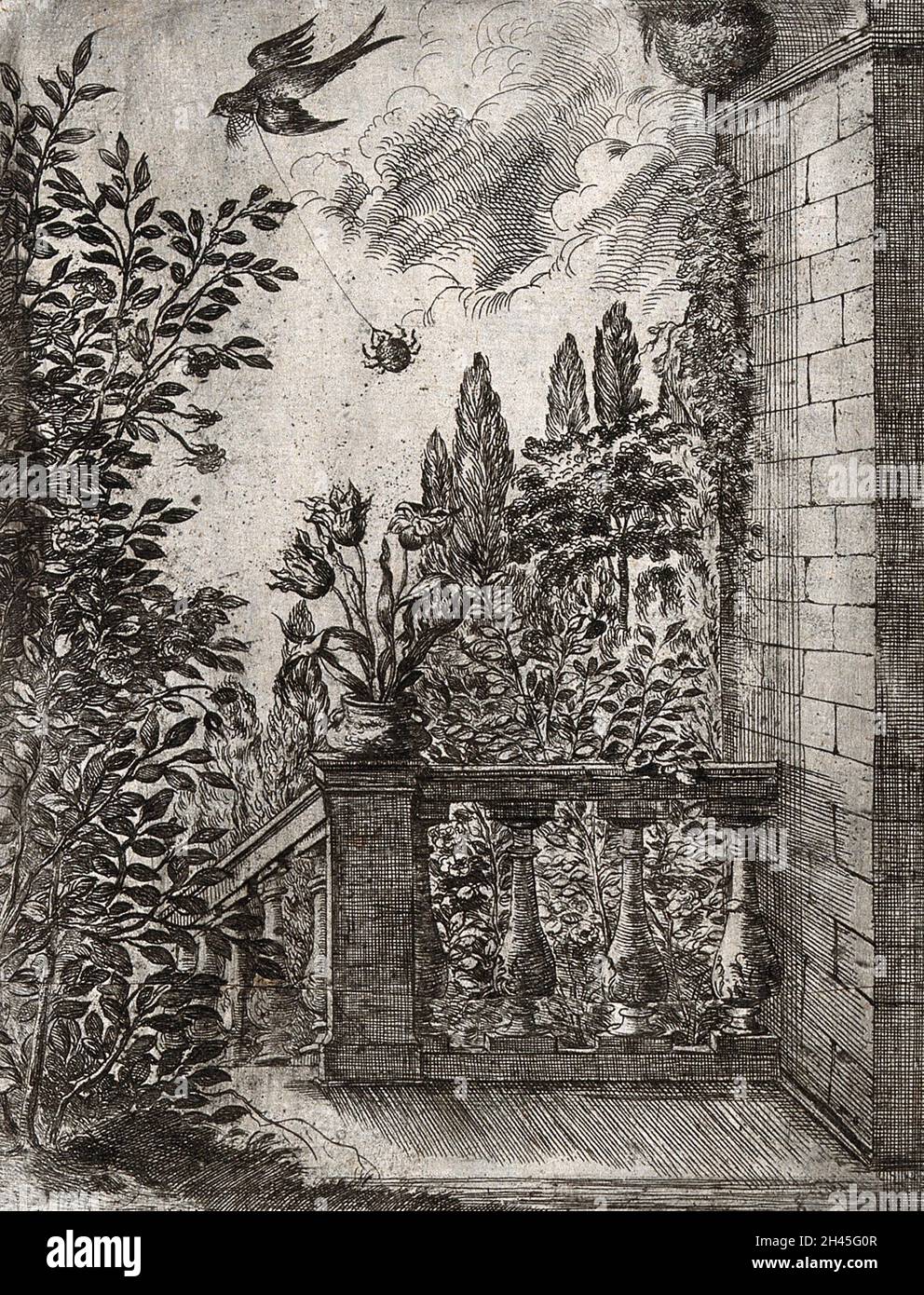 A spider is carried through the air by a swallow to which it had ...