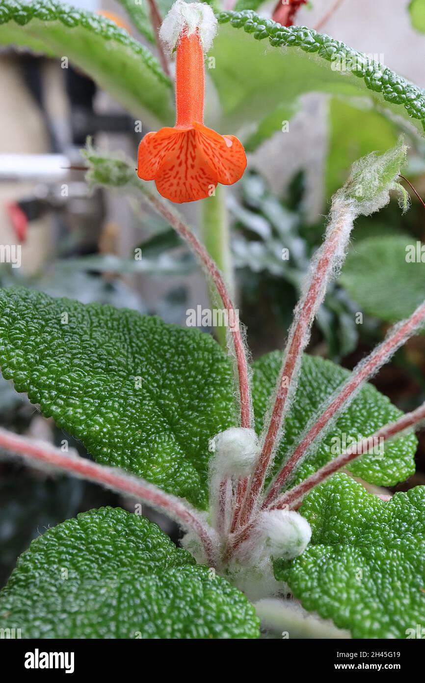 Sinningia bullata Emerald Forest – orange flowers with tube, pale ...