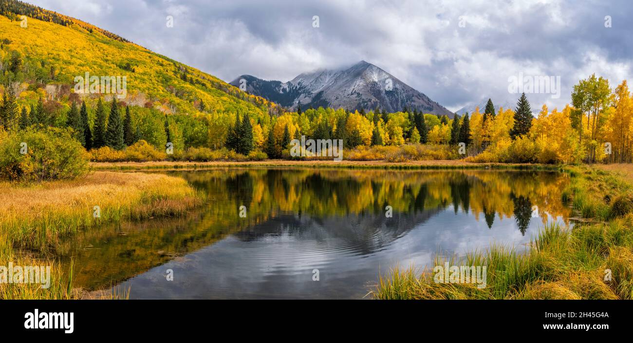 Sal forest hi-res stock photography and images - Alamy
