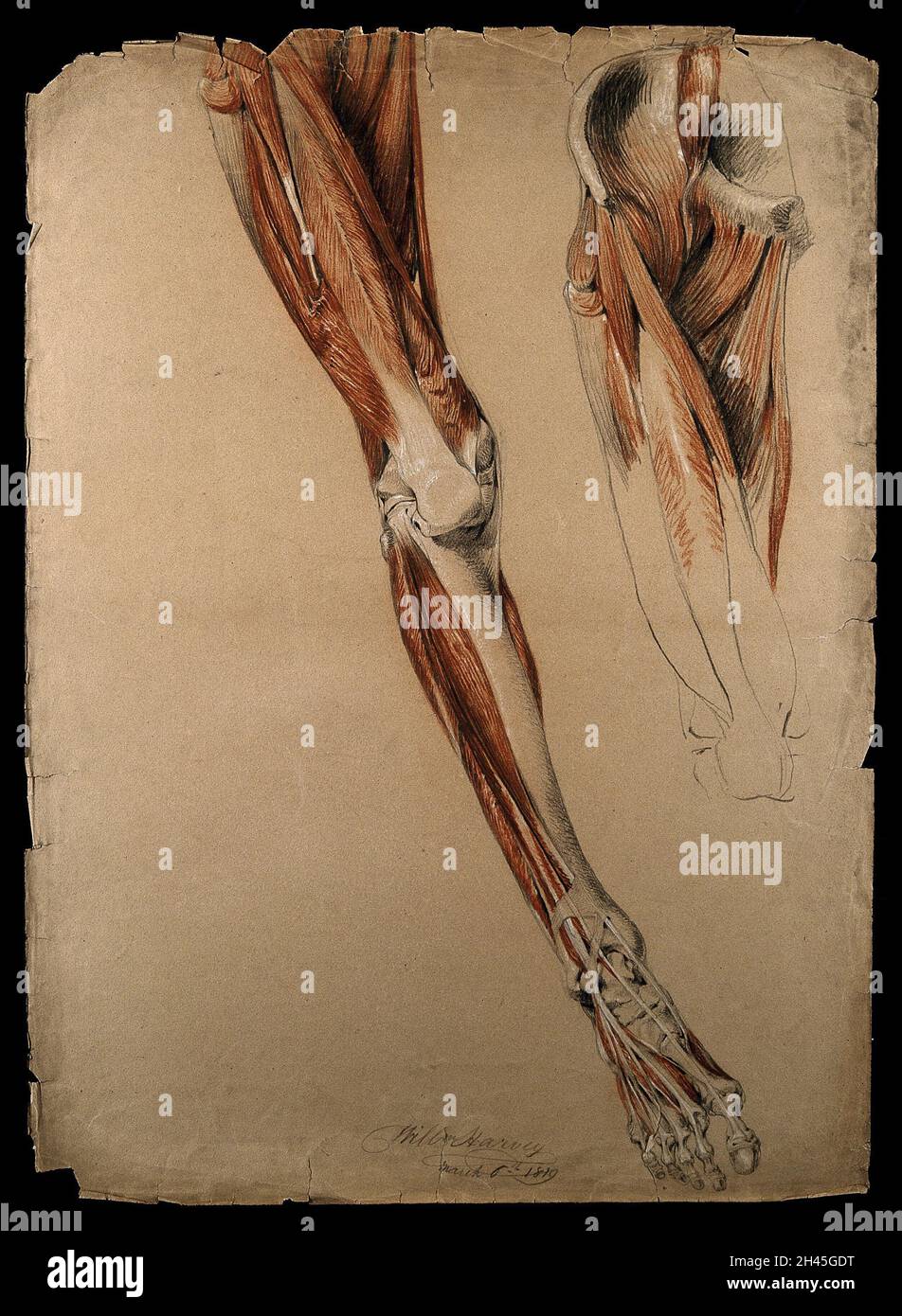 Bones, muscles and tendons of the pelvis, leg and foot: two details of ...