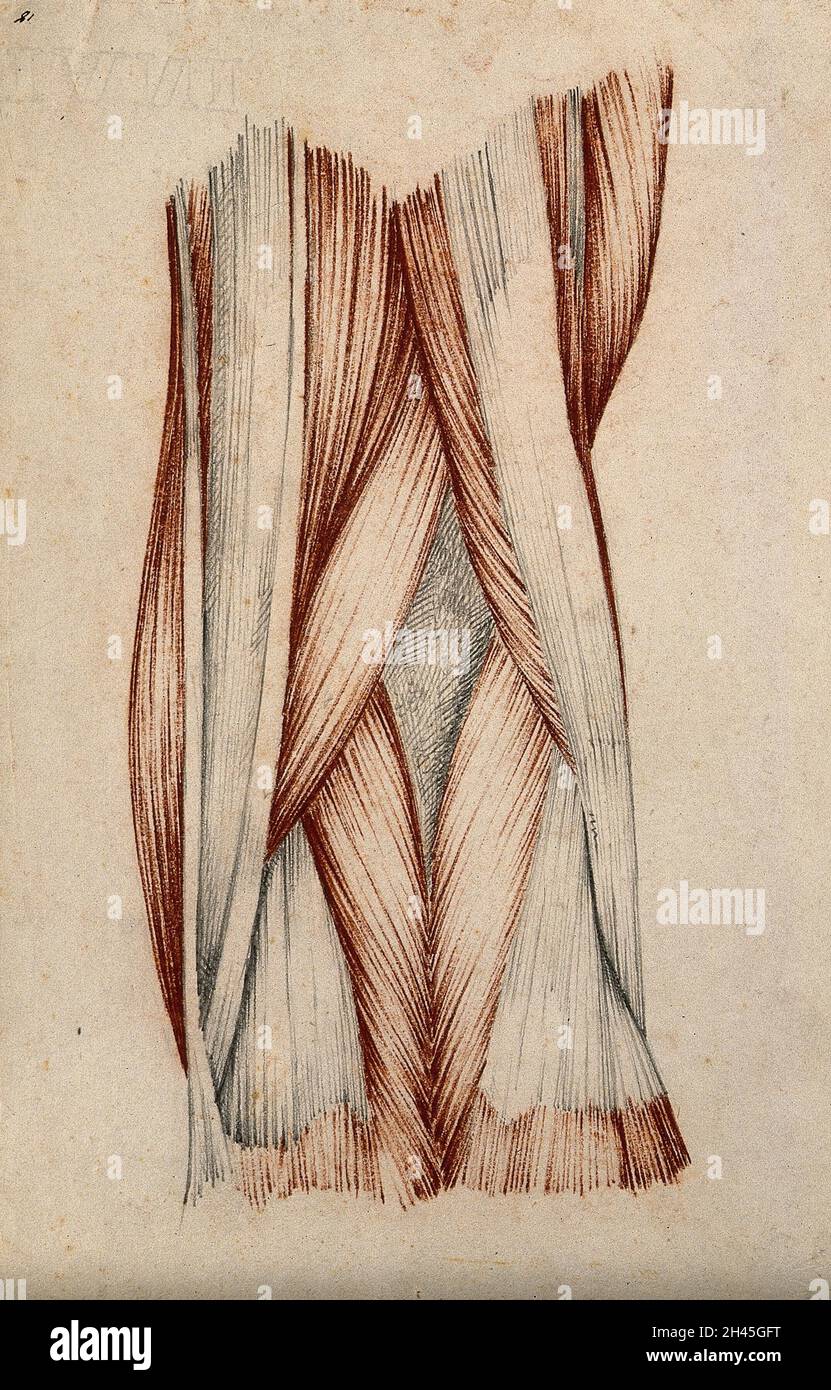 Muscles and tendons of the knee-joint. Red chalk and pencil drawing by ...