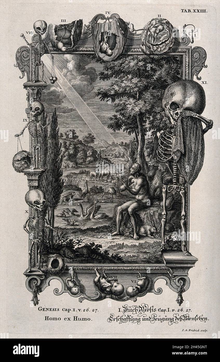 An anatomical depiction of the life and death of a foetus frames Adam ...
