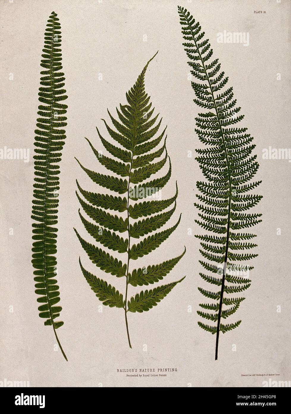 Three fern fronds. Chromolithograph after a nature print Stock Photo ...