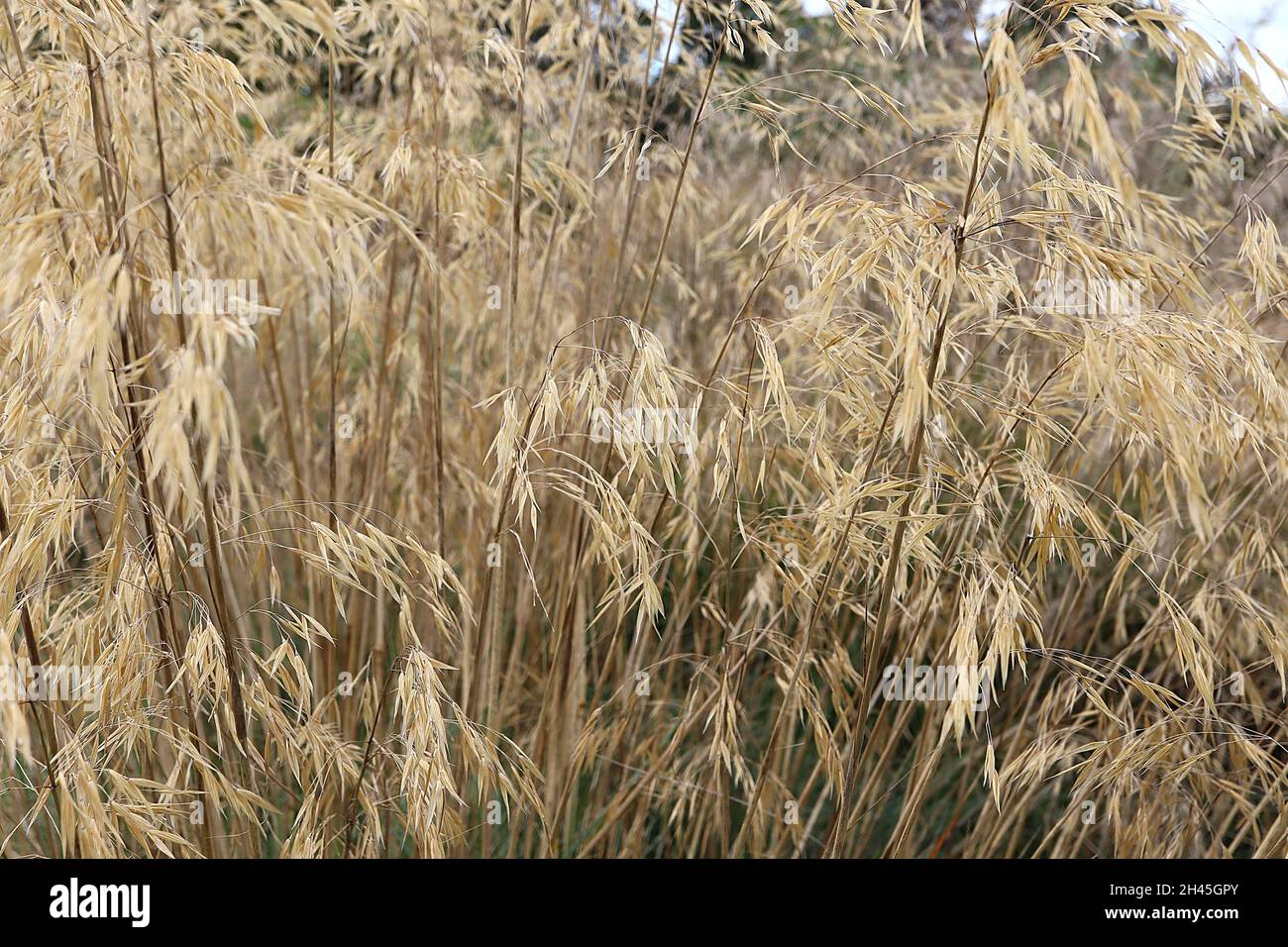 Stipa gigantea golden oats – widely spaced buff gold spikelets in loose ...