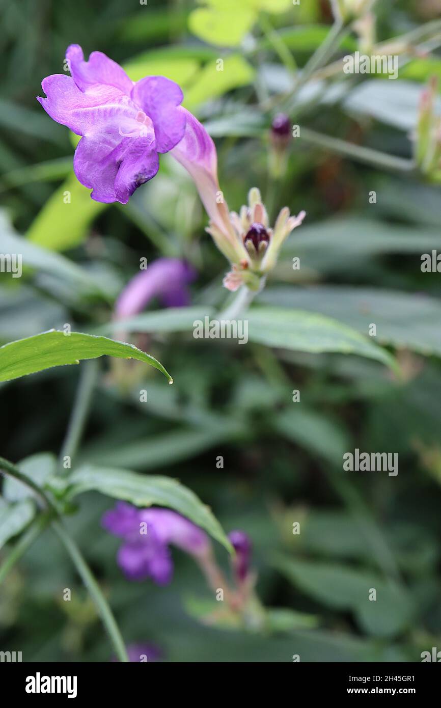 Strobilanthes wallichii hardy Persian shield – violet flowers with ...