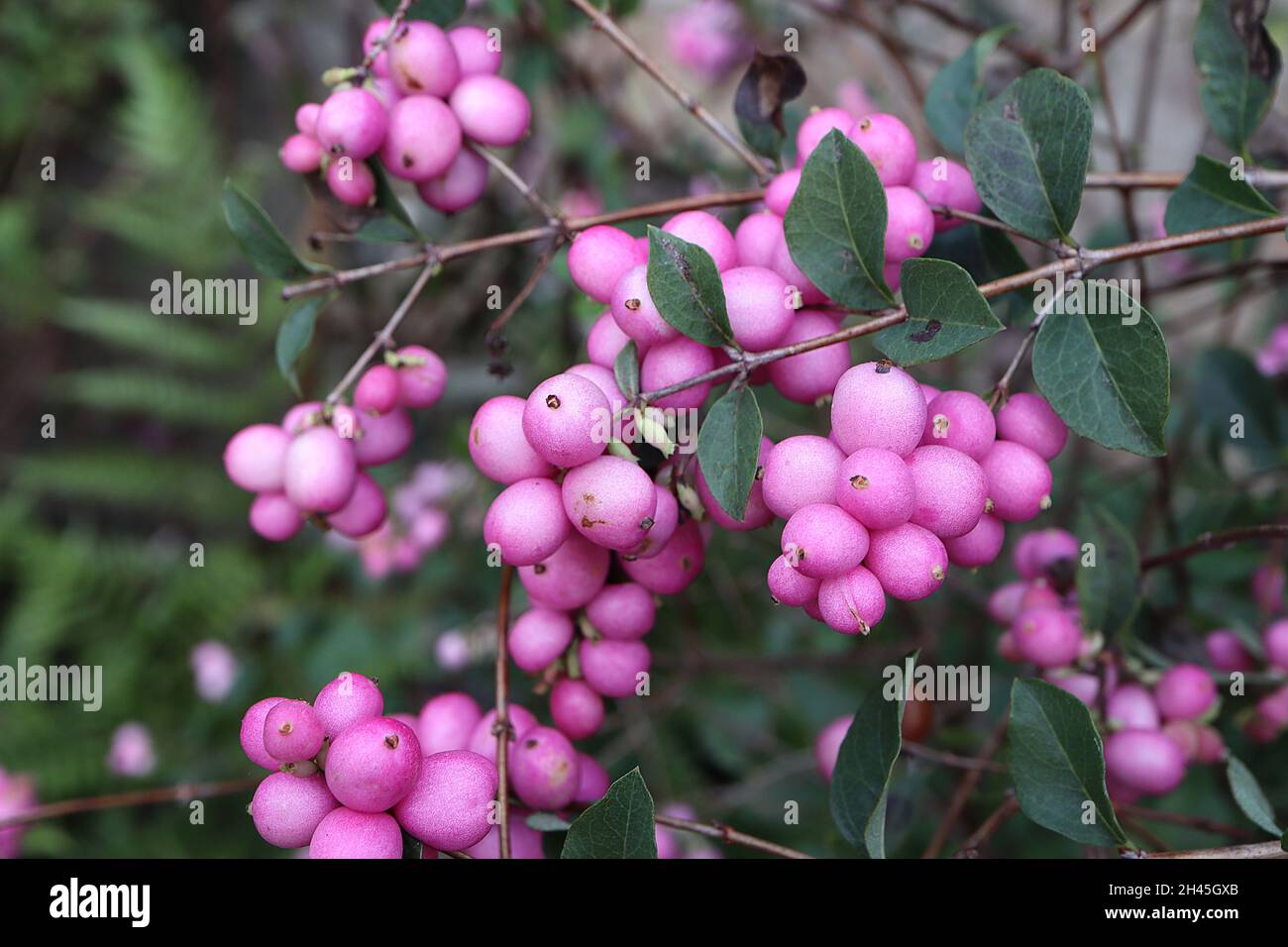 Symphoricarpos x doorenbosii ‘Mother of Pearl’ snowberry Mother of ...