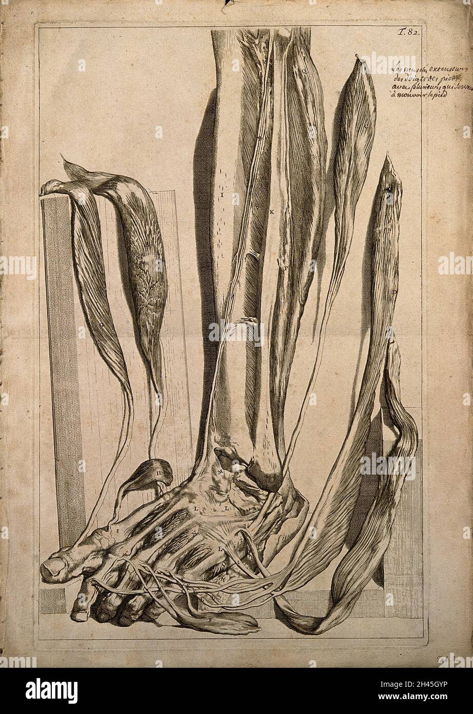 The extensor muscles of the foot dissected and left attched at their ...