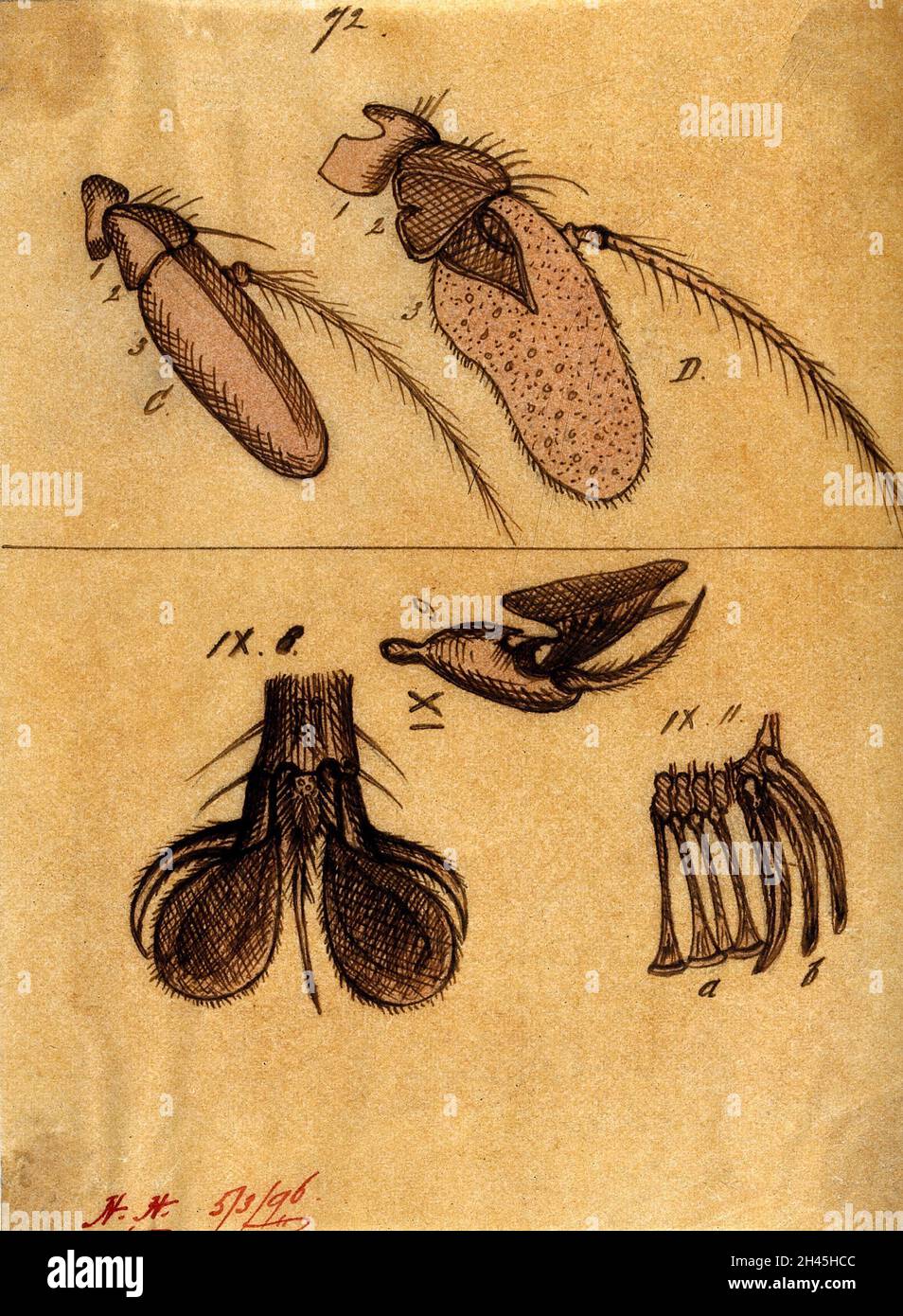 Microscopy: parts of a fly's eyes [?]. Pen and ink drawing, on tracing ...