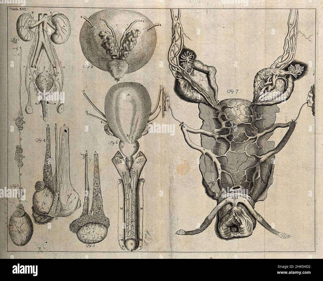 Genito urinary hi-res stock photography and images - Alamy