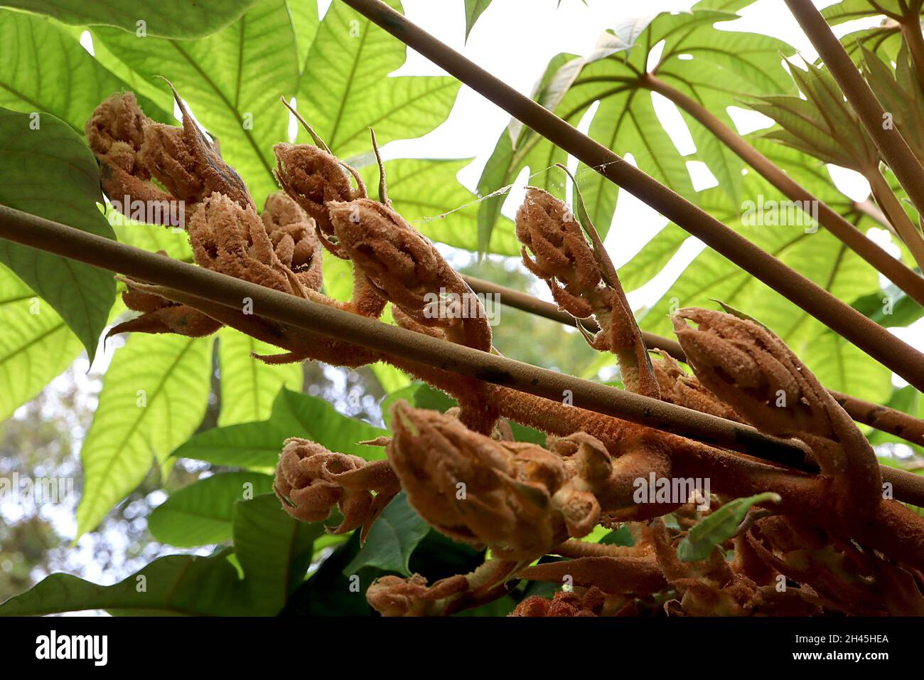 Tetrapanax papyrifer ‘Rex’ Chinese rice paper plant Rex – fuzzy buff ...