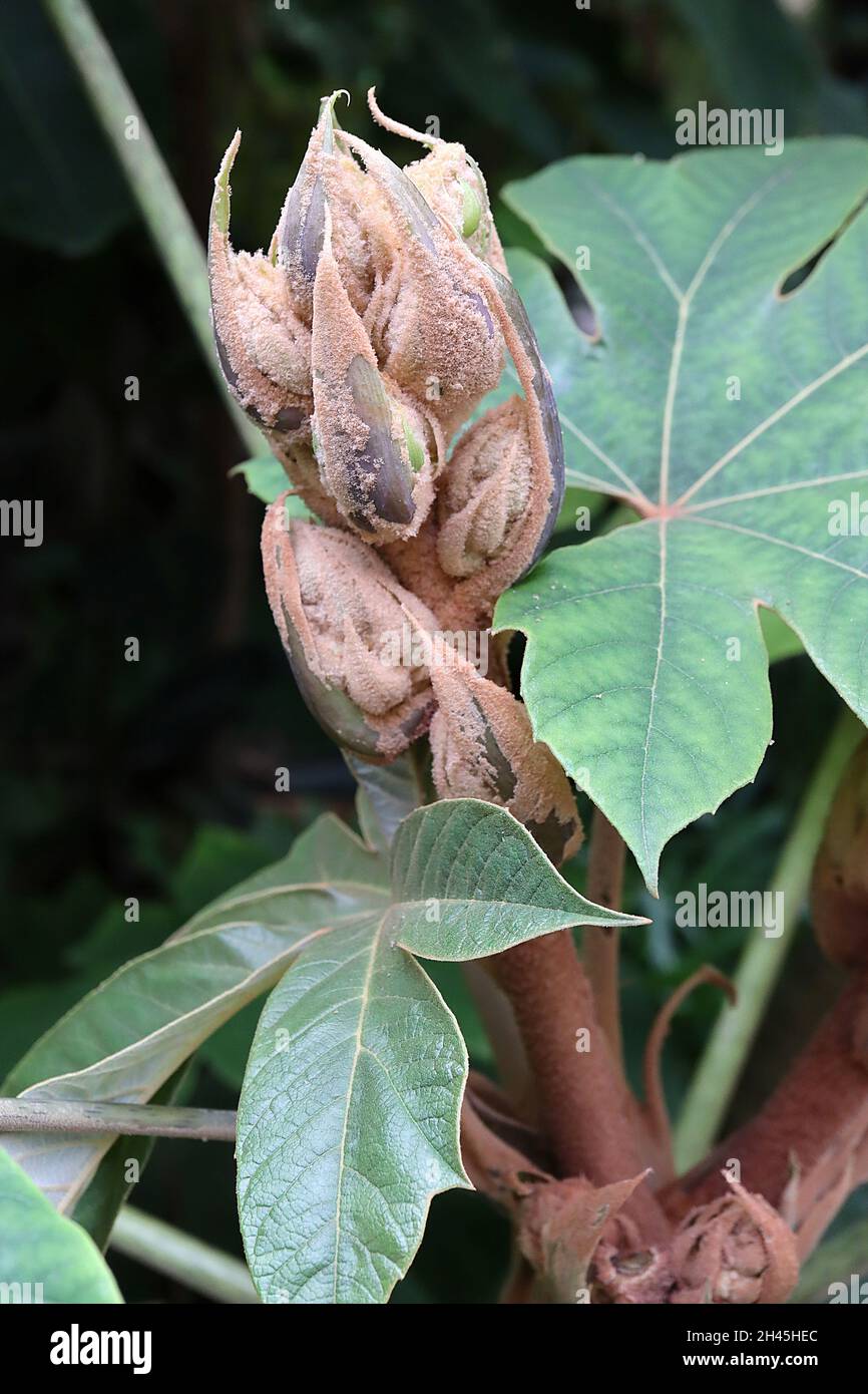 Tetrapanax papyrifer ‘Rex’ Chinese rice paper plant Rex – fuzzy buff ...