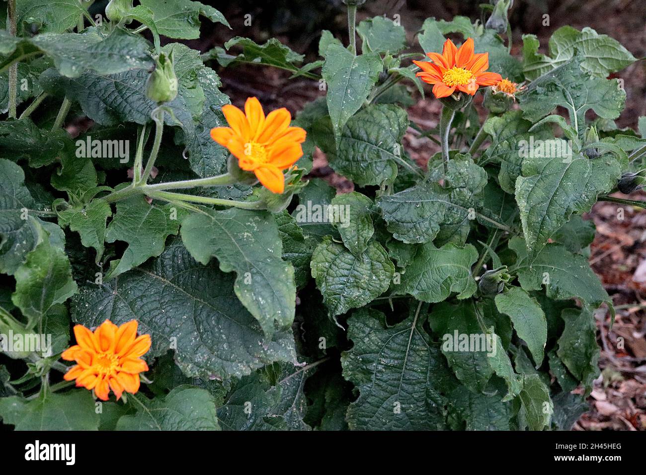 Tithonia rotundifolia ‘Fiesta del Sol’ dwarf Mexican sunflower Fiesta ...