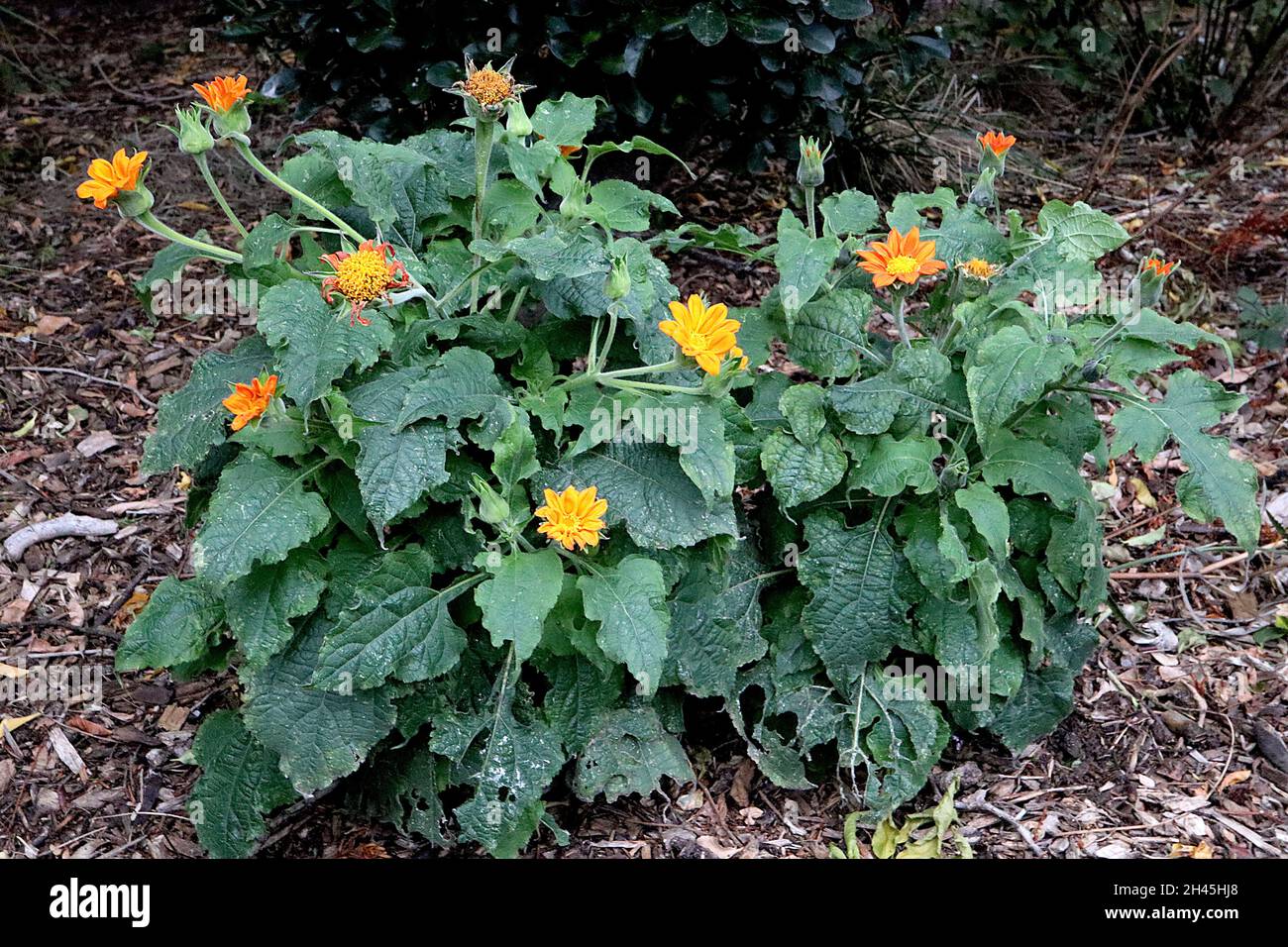 Tithonia fiesta del sol hi-res stock photography and images - Alamy
