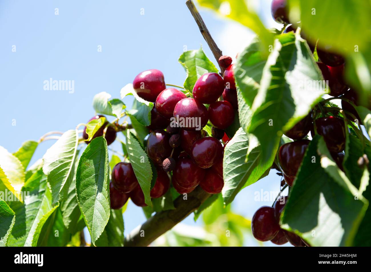 Harvesting seeds in orchard hi-res stock photography and images - Alamy