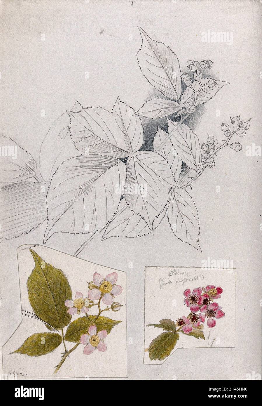 Leaves and flowers of bramble (Rubus species). Pen and watercolour ...