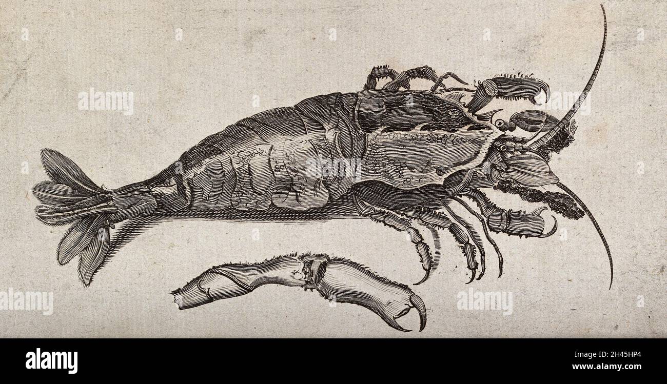 Crab leg etching hi-res stock photography and images - Alamy