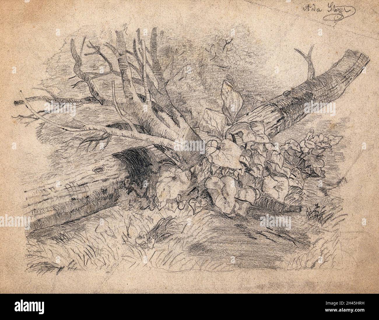 Plants growing by a fallen tree. Pencil drawing by A. Storer Stock ...