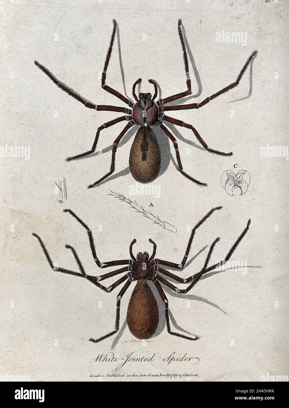 White-jointed spider: two specimens and anatomical parts. Coloured ...