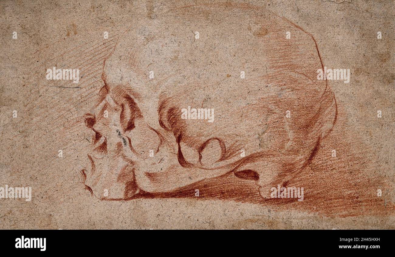 A skull: side view. Red chalk drawing Stock Photo - Alamy