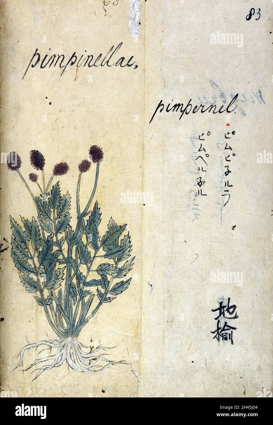 17th century botanical artwork hi-res stock photography and images - Alamy