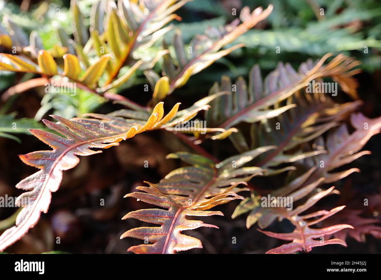 Woodwardia unigemmata jewelled chain fern – glossy bipinnate deep red ...
