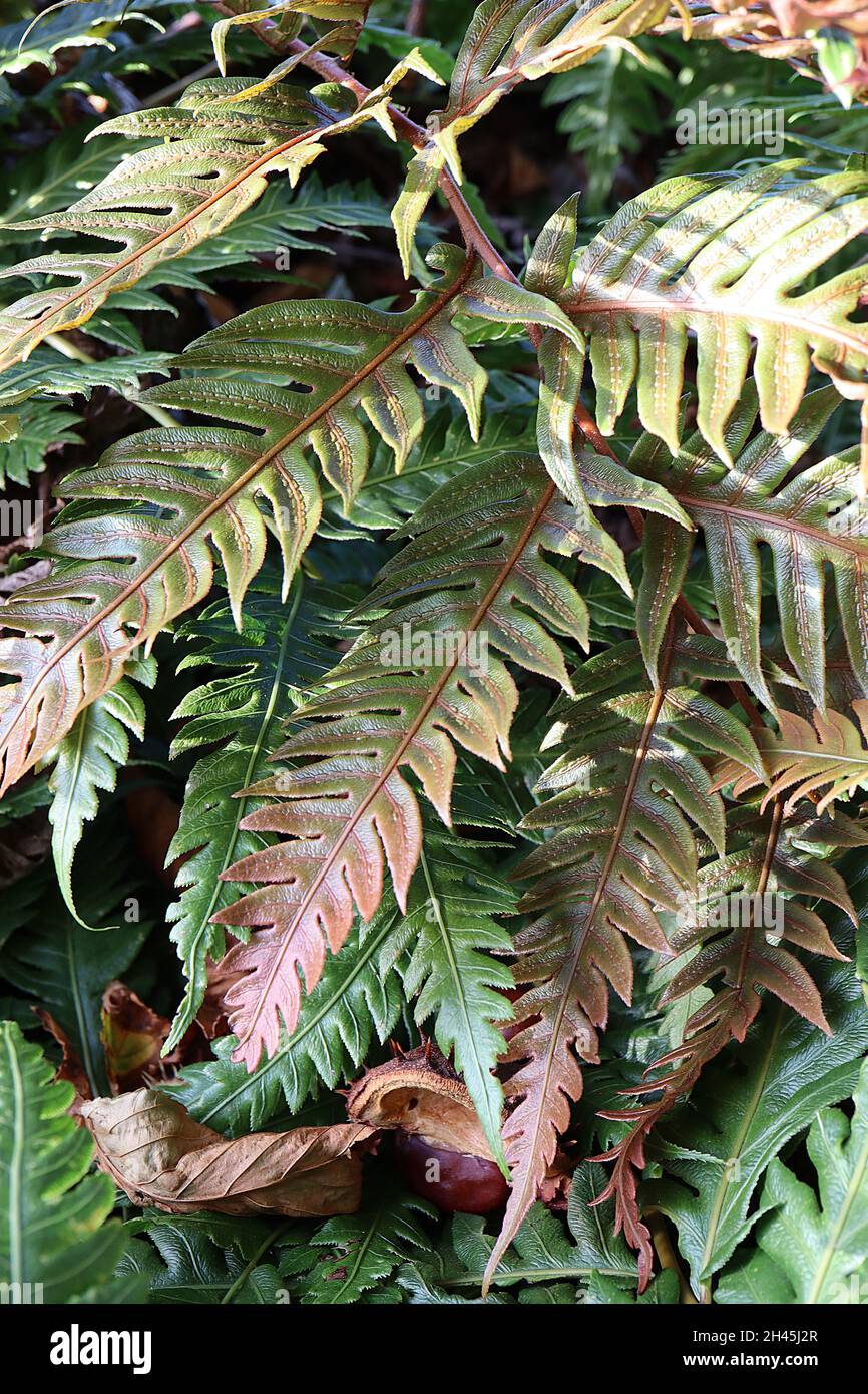 Woodwardia unigemmata jewelled chain fern – glossy bipinnate deep red ...