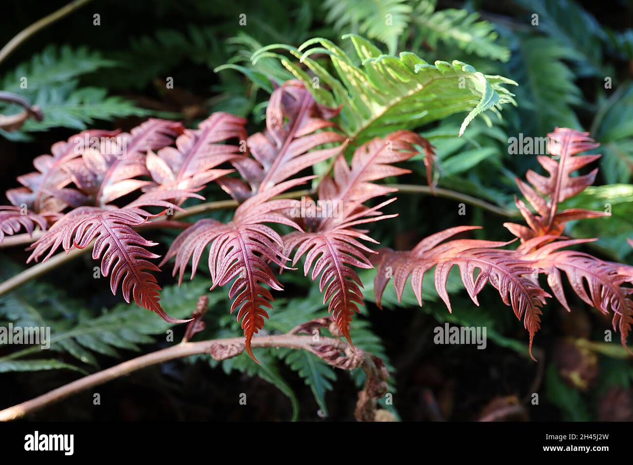 Woodwardia unigemmata jewelled chain fern – glossy bipinnate deep red ...