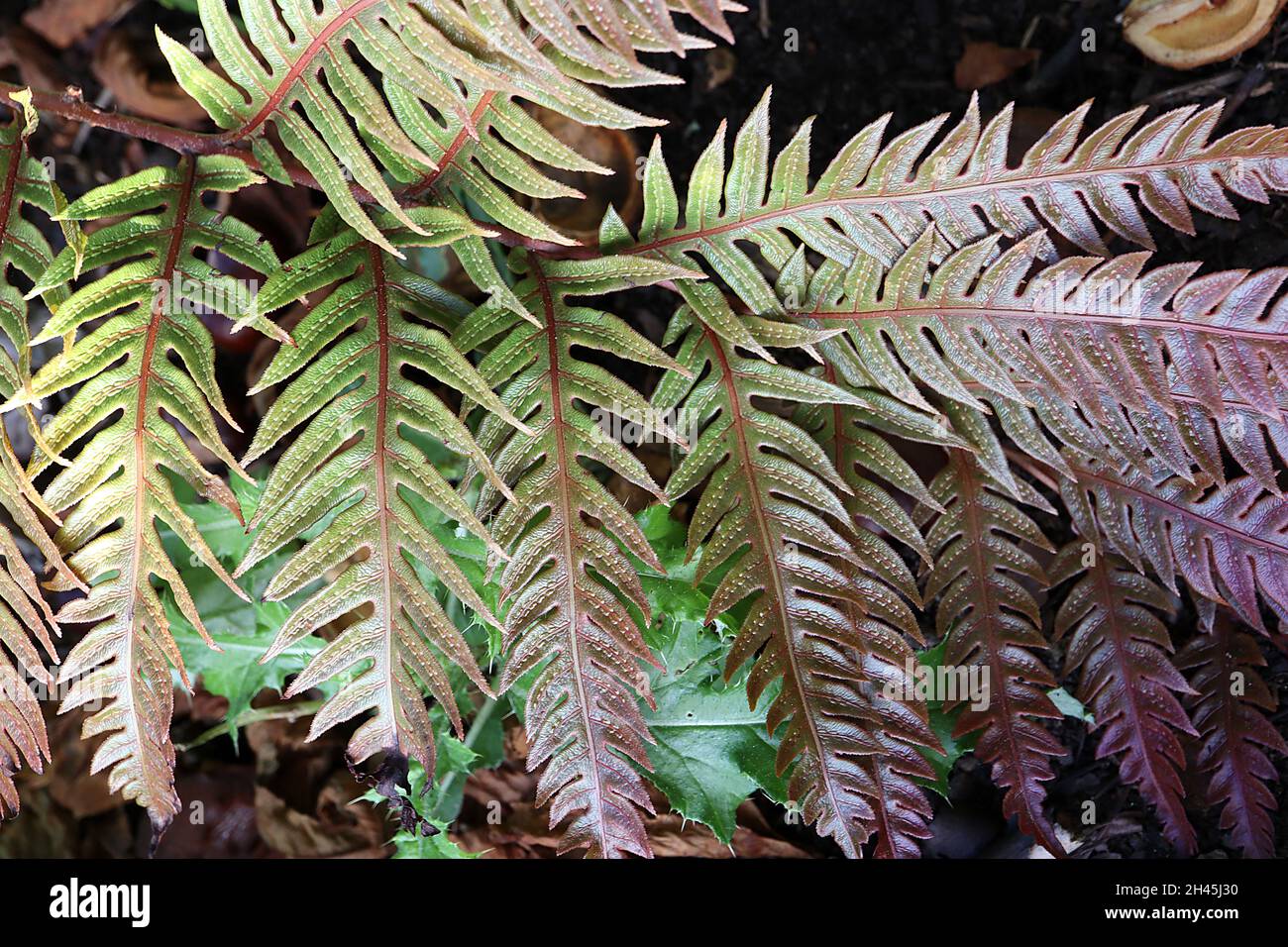 Woodwardia fern hi-res stock photography and images - Alamy