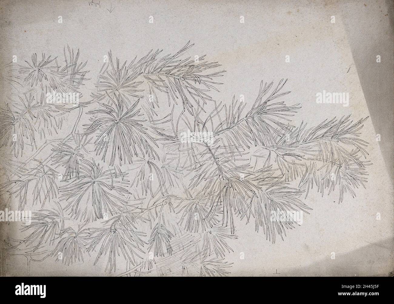 Branches of scots pine (Pinus sylvestris). Pen drawing Stock Photo - Alamy