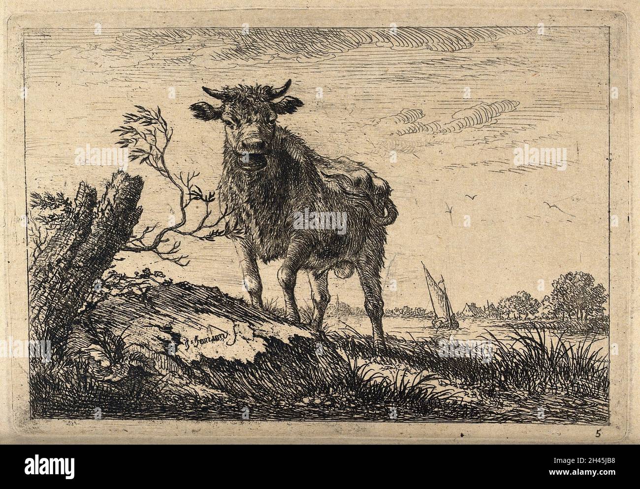 Bellowing cow hi-res stock photography and images - Alamy