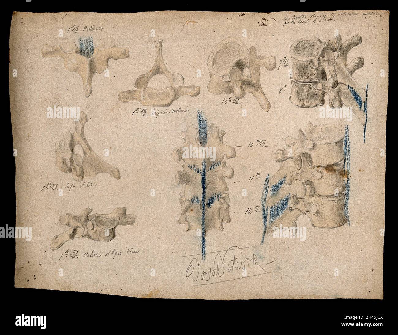 Dorsal vertebrae: eight figures. Watercolour, pencil and crayon drawing ...