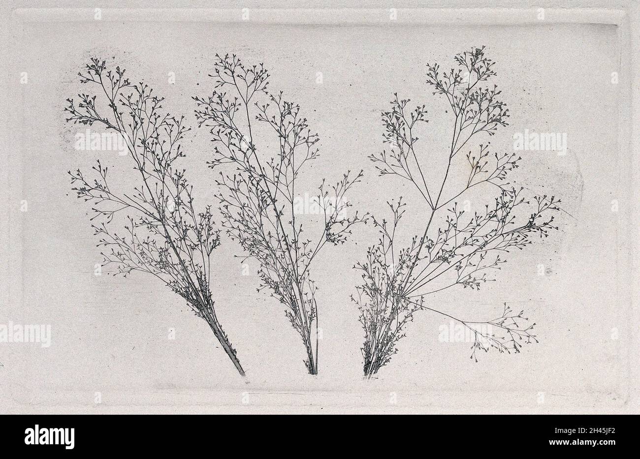 Three grass flower-heads. Intaglio nature print, 19th century Stock ...