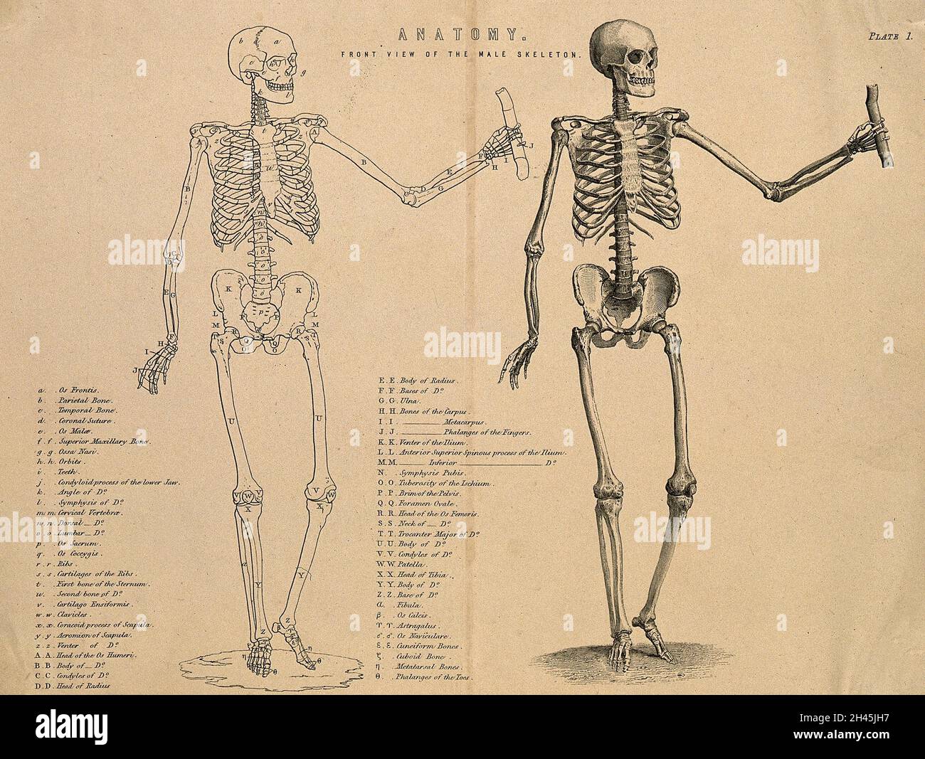 Skeleton Left Arm Drawing 💪 Arm Muscle And Bone Anatomy, Simplified