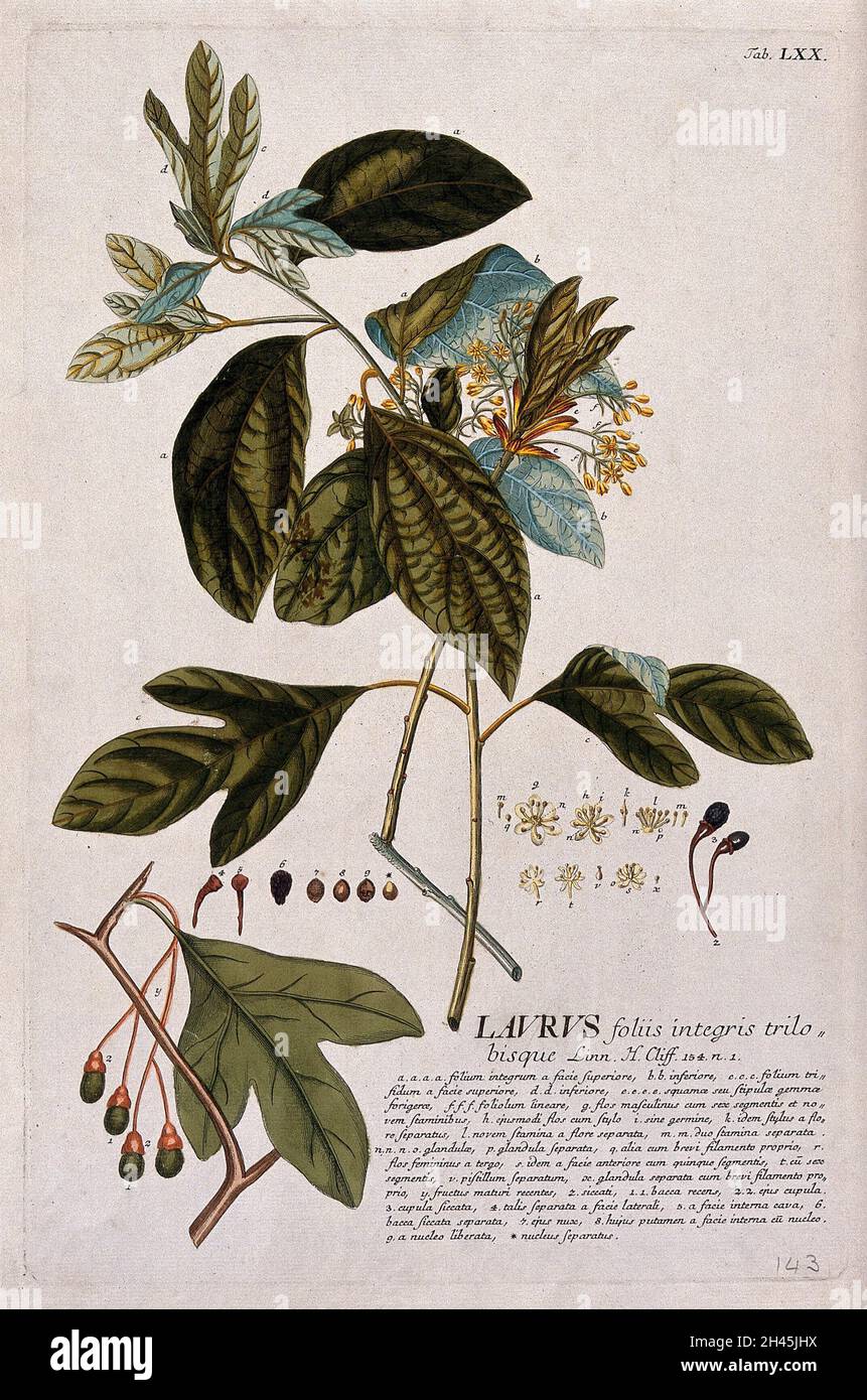 Laurus sp hi-res stock photography and images - Alamy