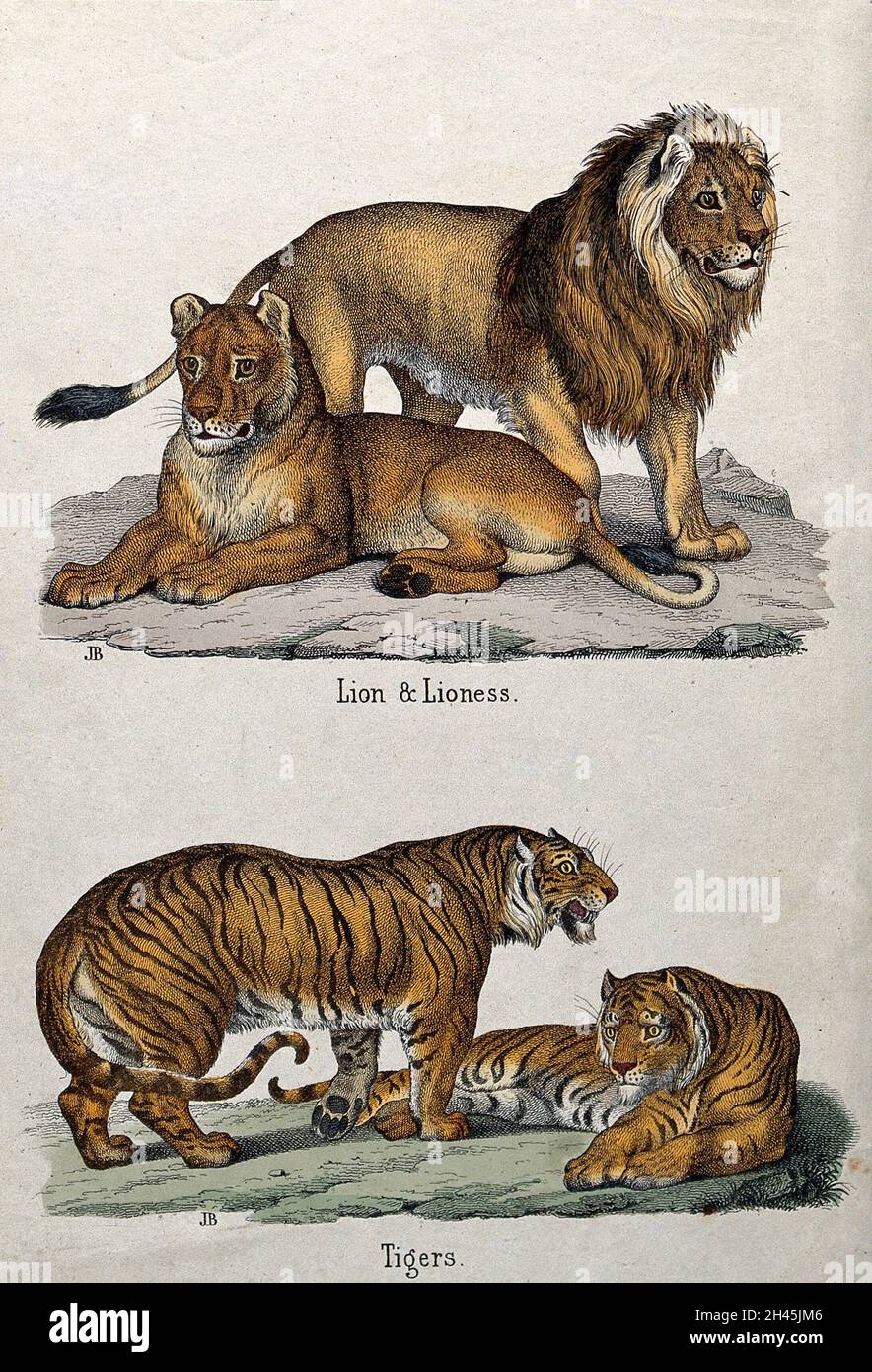 Above, a lion and a lioness; below, two tigers. Lithograph by J. B. after B. Humet Stock Photo ...