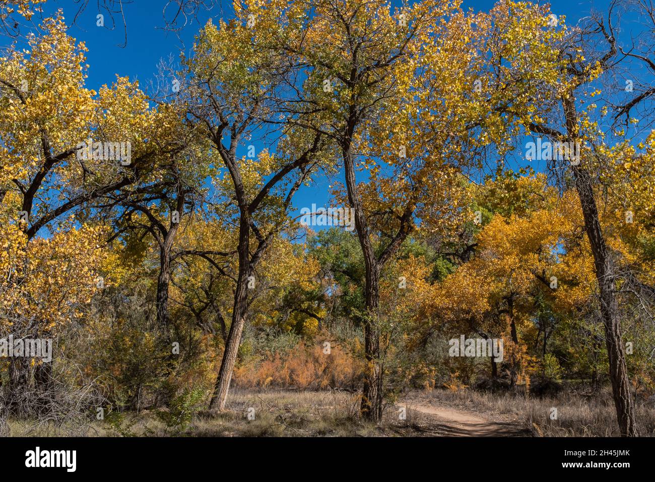 Rio grandes riverside forest hi-res stock photography and images - Alamy