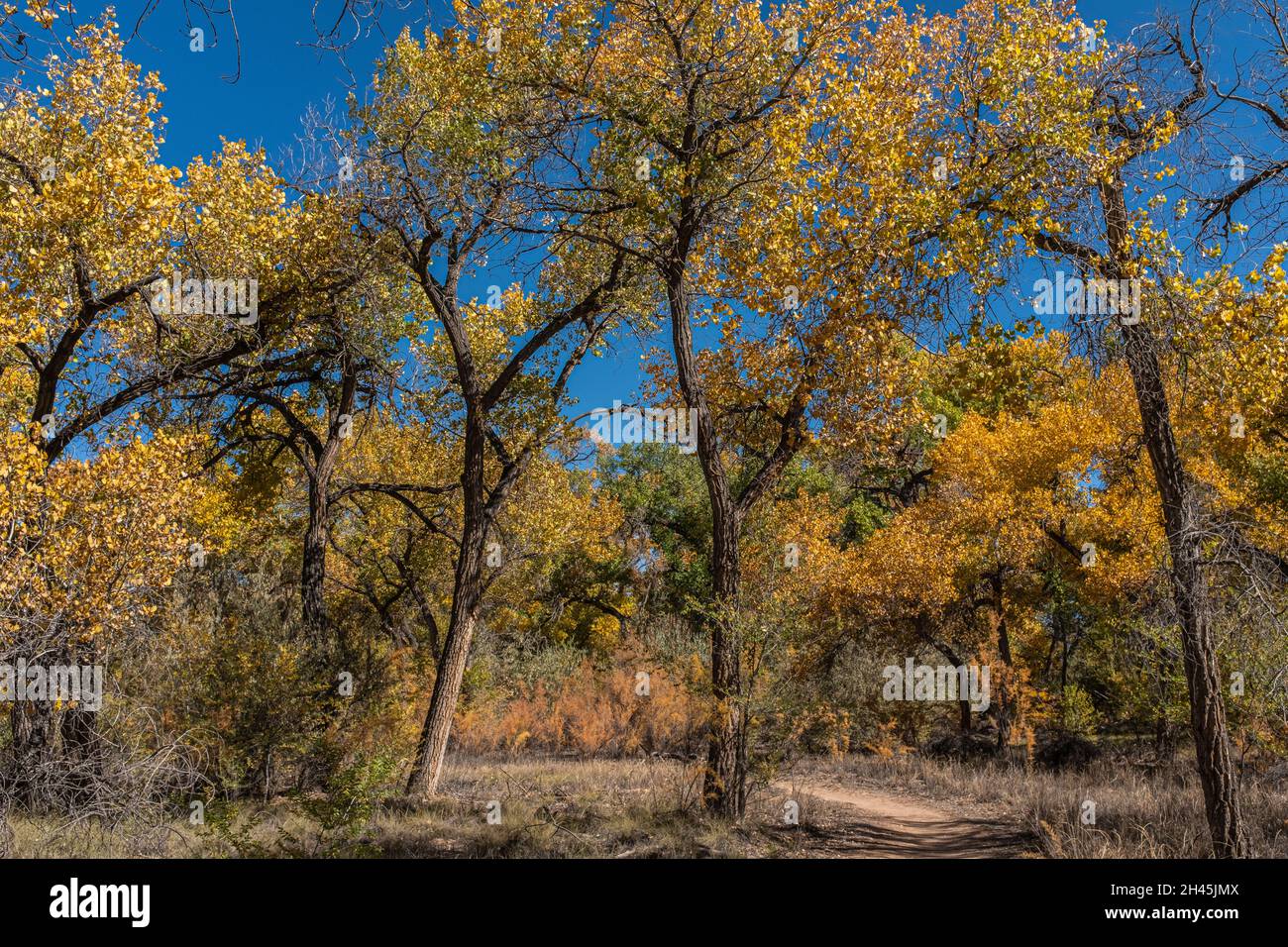 Rio grandes riverside forest hi-res stock photography and images - Alamy