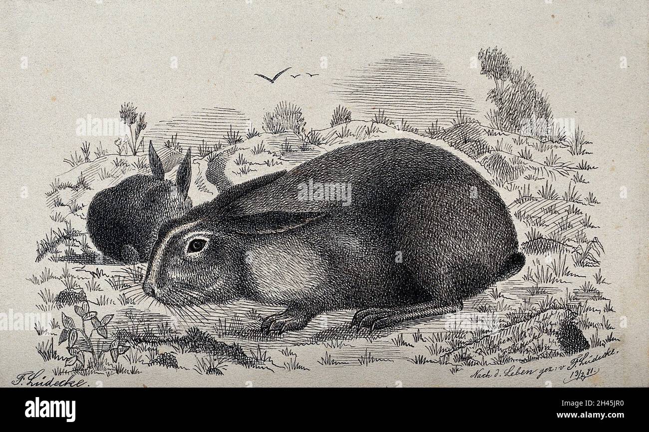 Two hares sitting on the ground eating grass. Reproduction of an ...