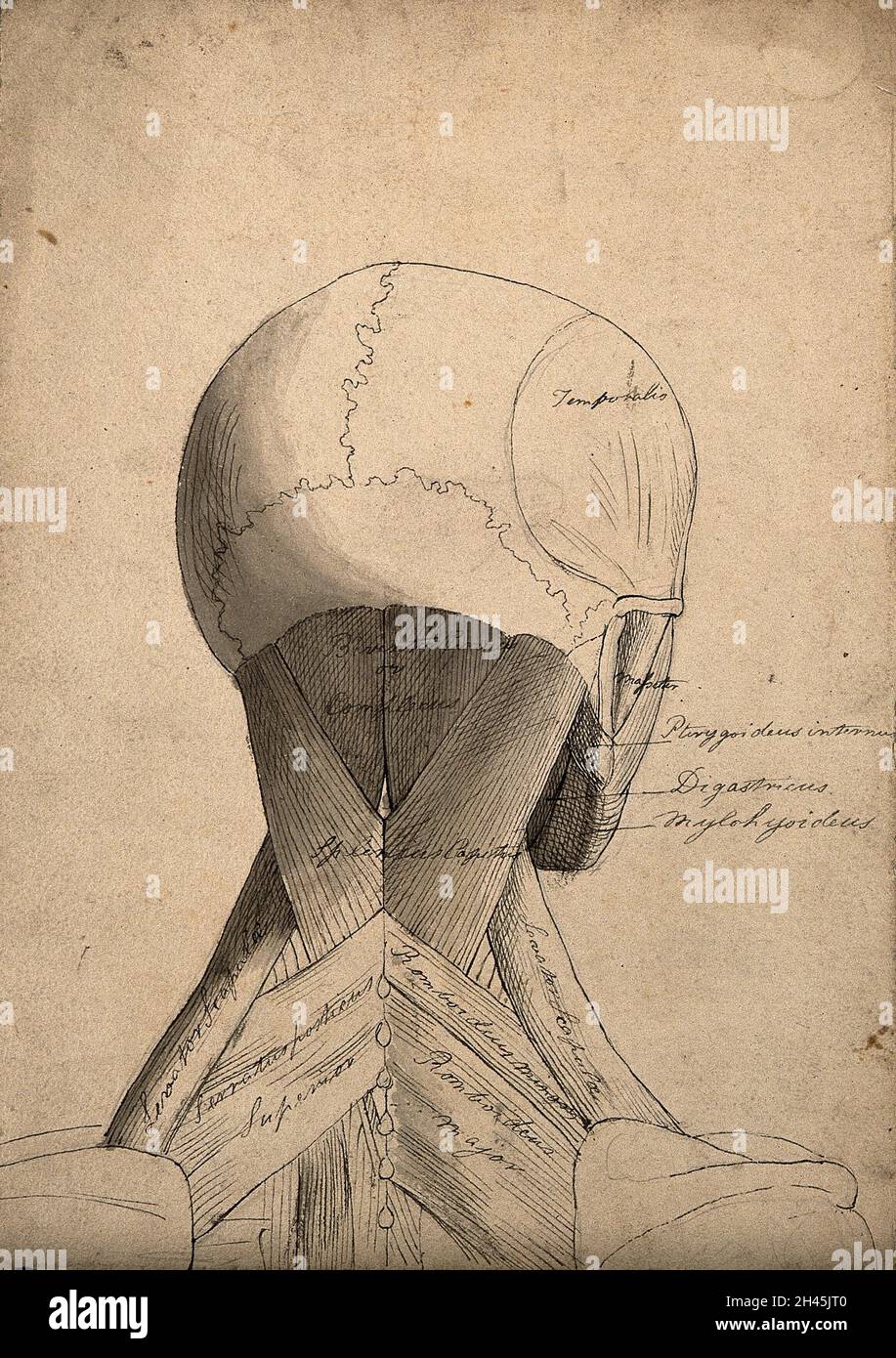 Muscles of the head and neck: écorch ́figure seen from behind. Pen and ...
