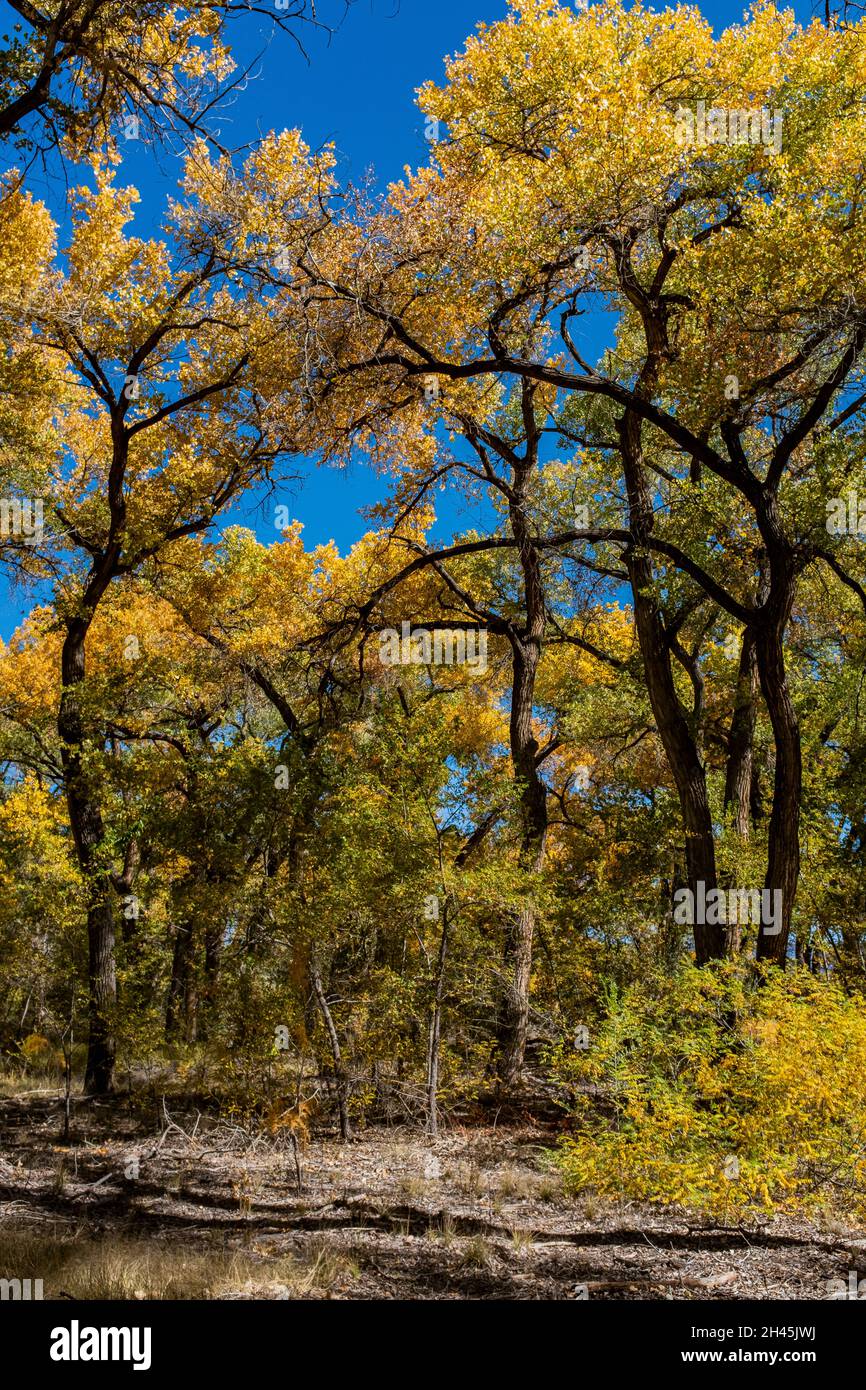 Rio grandes riverside forest hi-res stock photography and images - Alamy