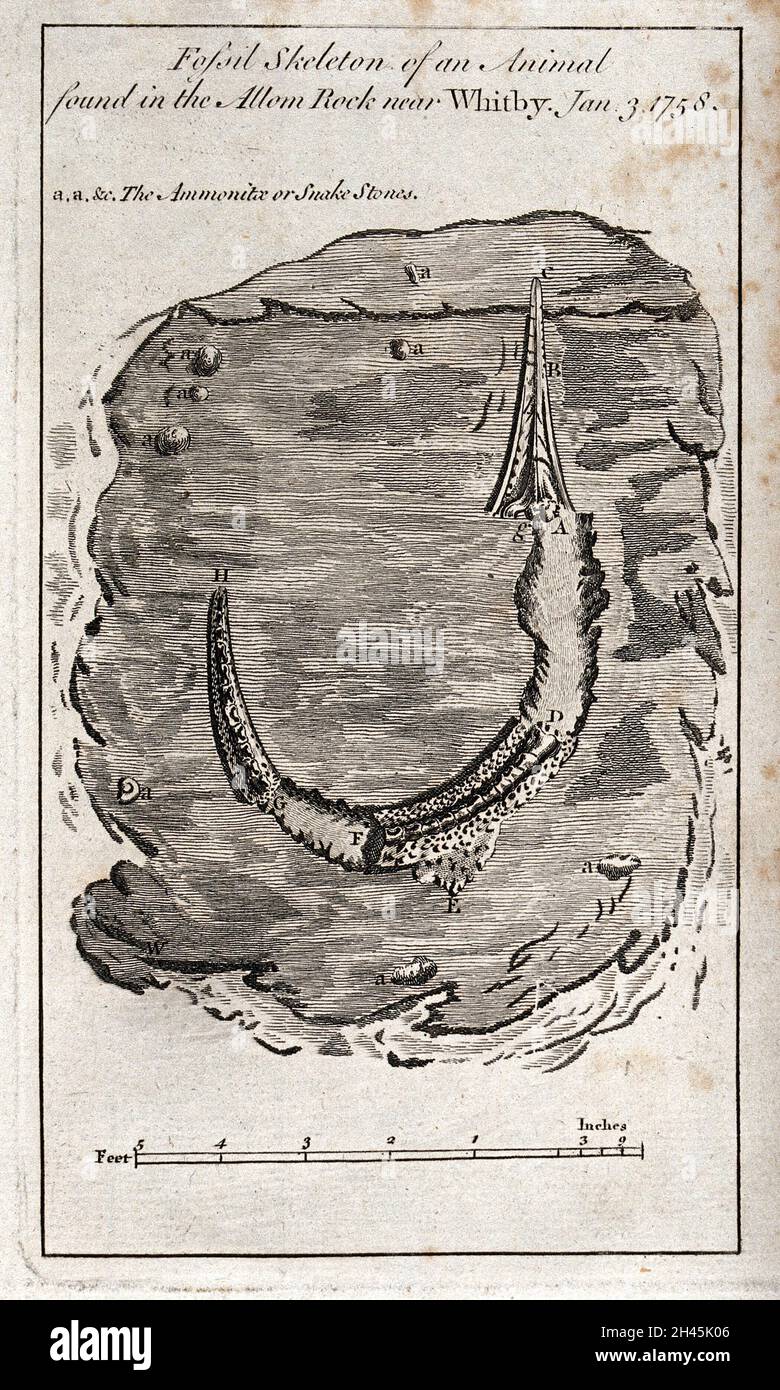 Prehistoric fossils in artwork hi-res stock photography and images - Alamy