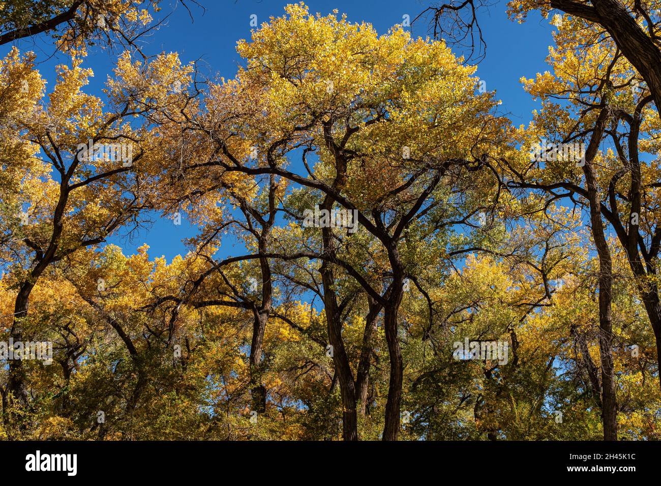 Rio grandes riverside forest hi-res stock photography and images - Alamy