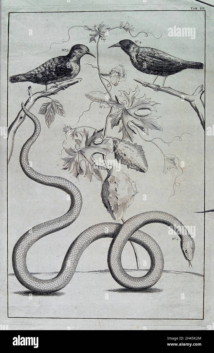A snake, a Cucumis plant and two birds. Engraving Stock Photo - Alamy